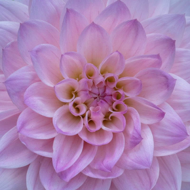 Pink Flower – Baker Tatum