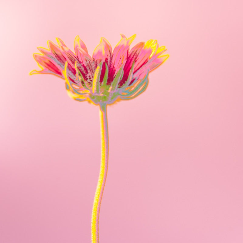 Wildflower – Baker Tatum