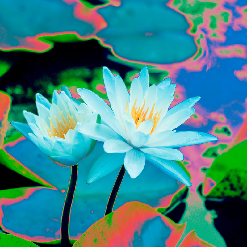 Lotus – Baker Tatum